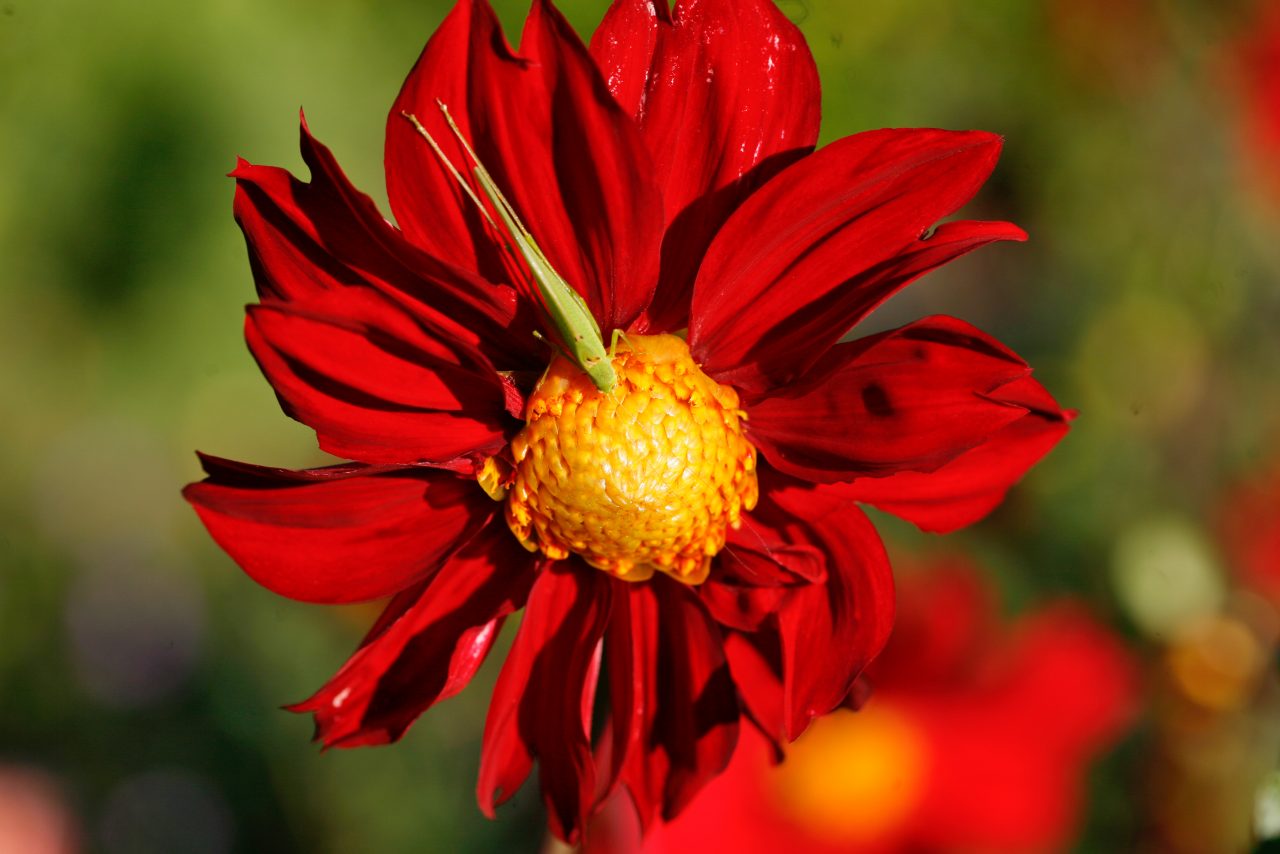 he castle's garden in August : discover our perennial - Château du Rivau