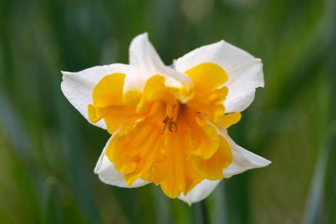 Les Narcisses dans les jardins du Château du Rivau - Val de Loire