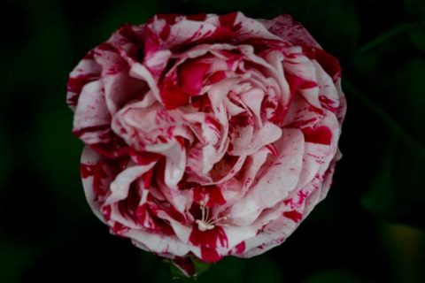 Conservatoire et jardin de roses au Château du Rivau