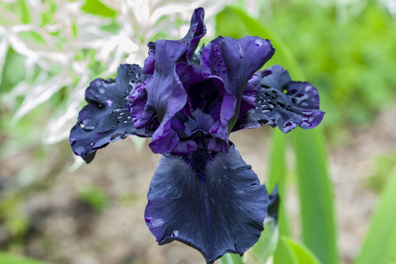 Les iris dans les jardins de conte de fées du Château du Rivau