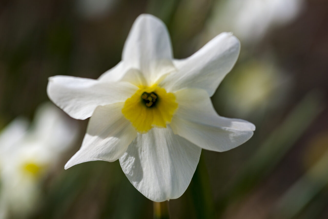 Les Narcisses dans les jardins du Château du Rivau - Val de Loire