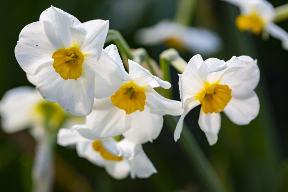 Les Narcisses dans les jardins du Château du Rivau - Val de Loire
