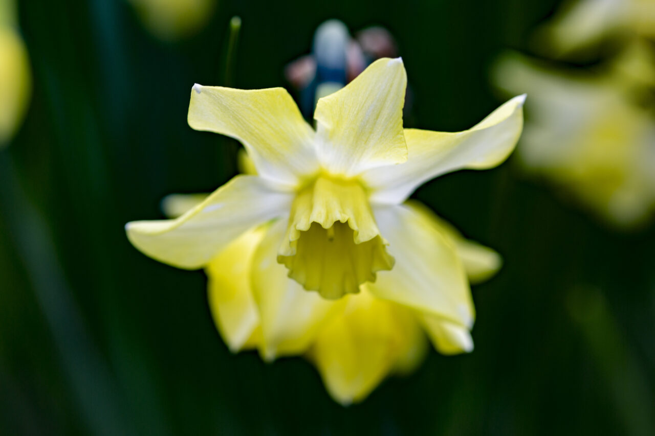 Les Narcisses dans les jardins du Château du Rivau - Val de Loire