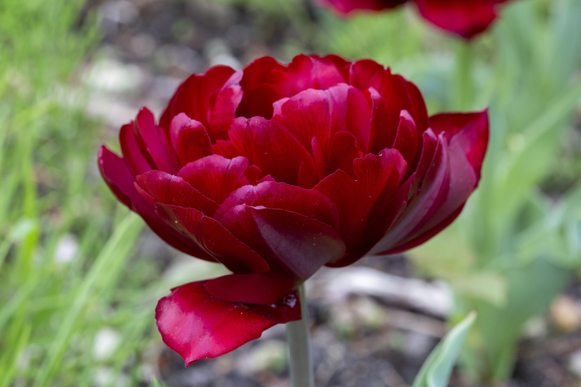 Les Tulipes dans les jardins de conte de fées du Château du Rivau